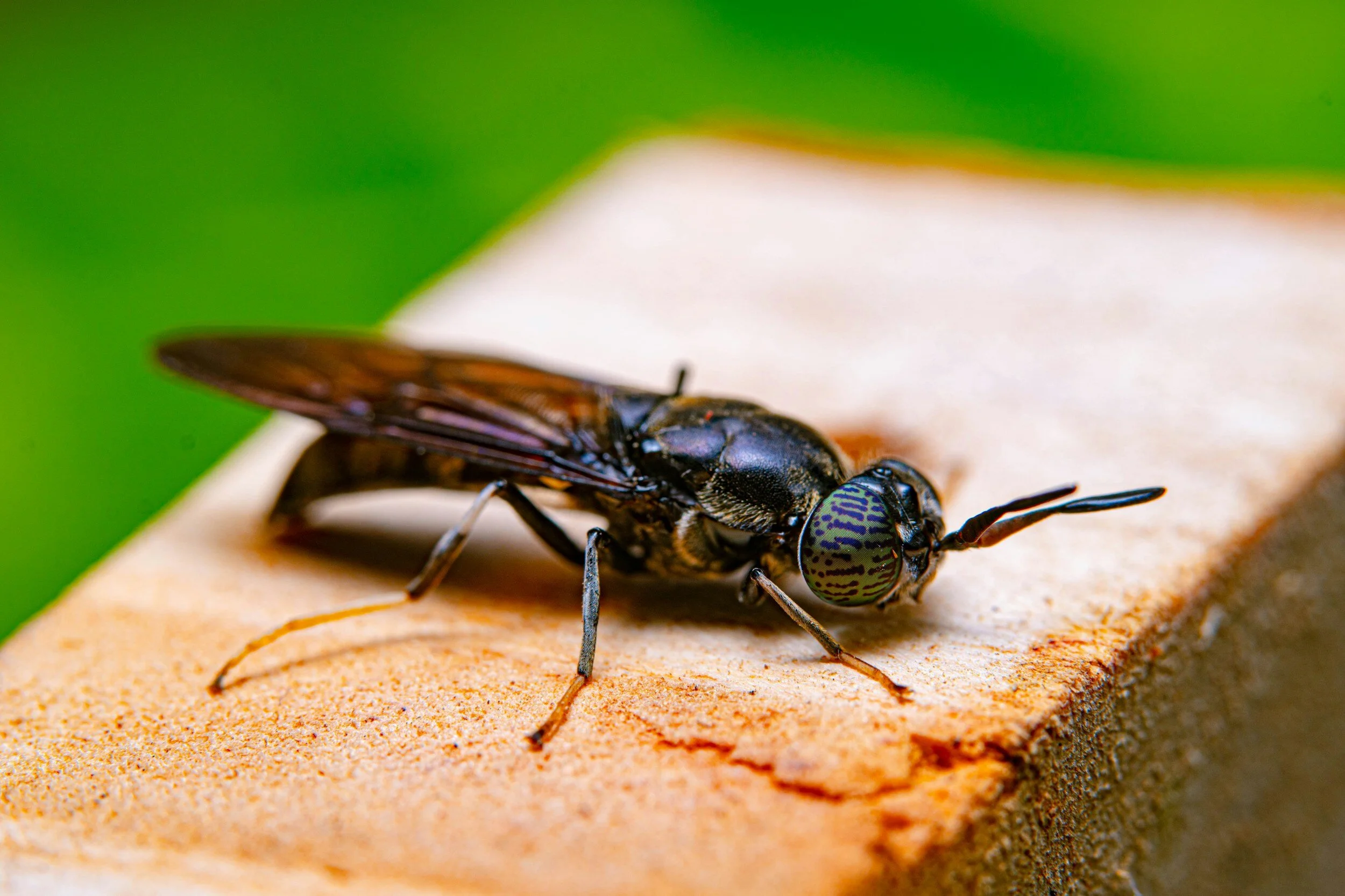 Publications — Barrett Lab