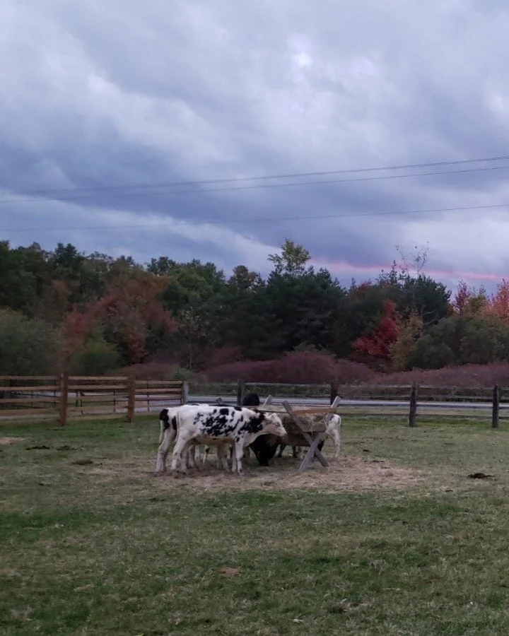 About Our Animals — Sunnyside Farms Animal Sanctuary