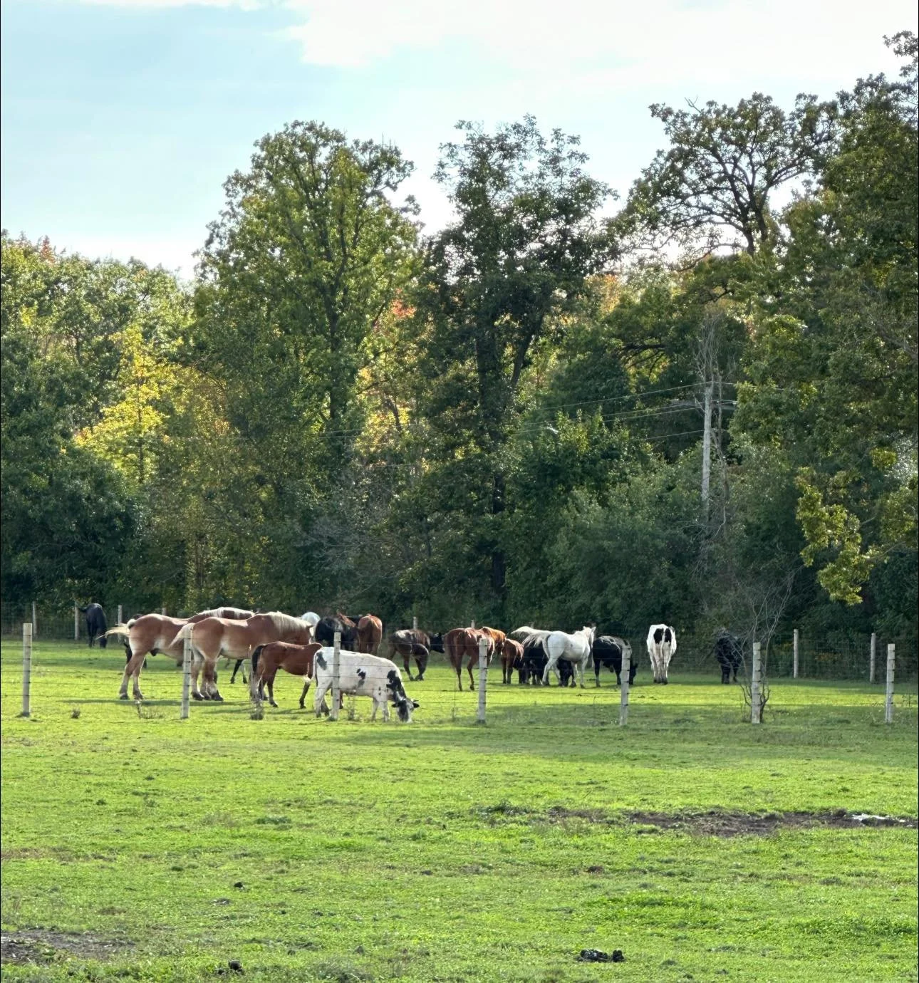About Our Animals — Sunnyside Farms Animal Sanctuary