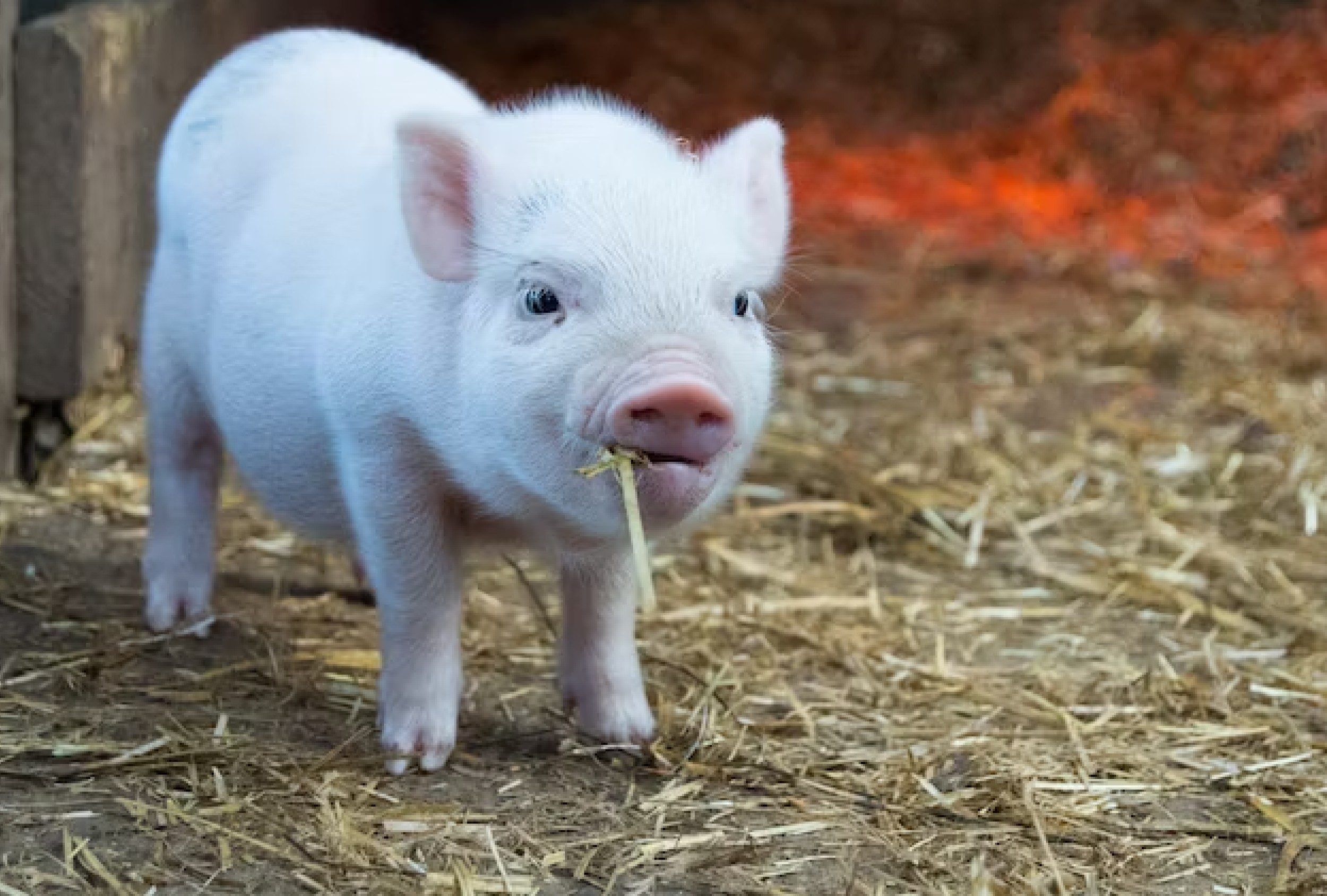 About Our Animals — Sunnyside Farms Animal Sanctuary
