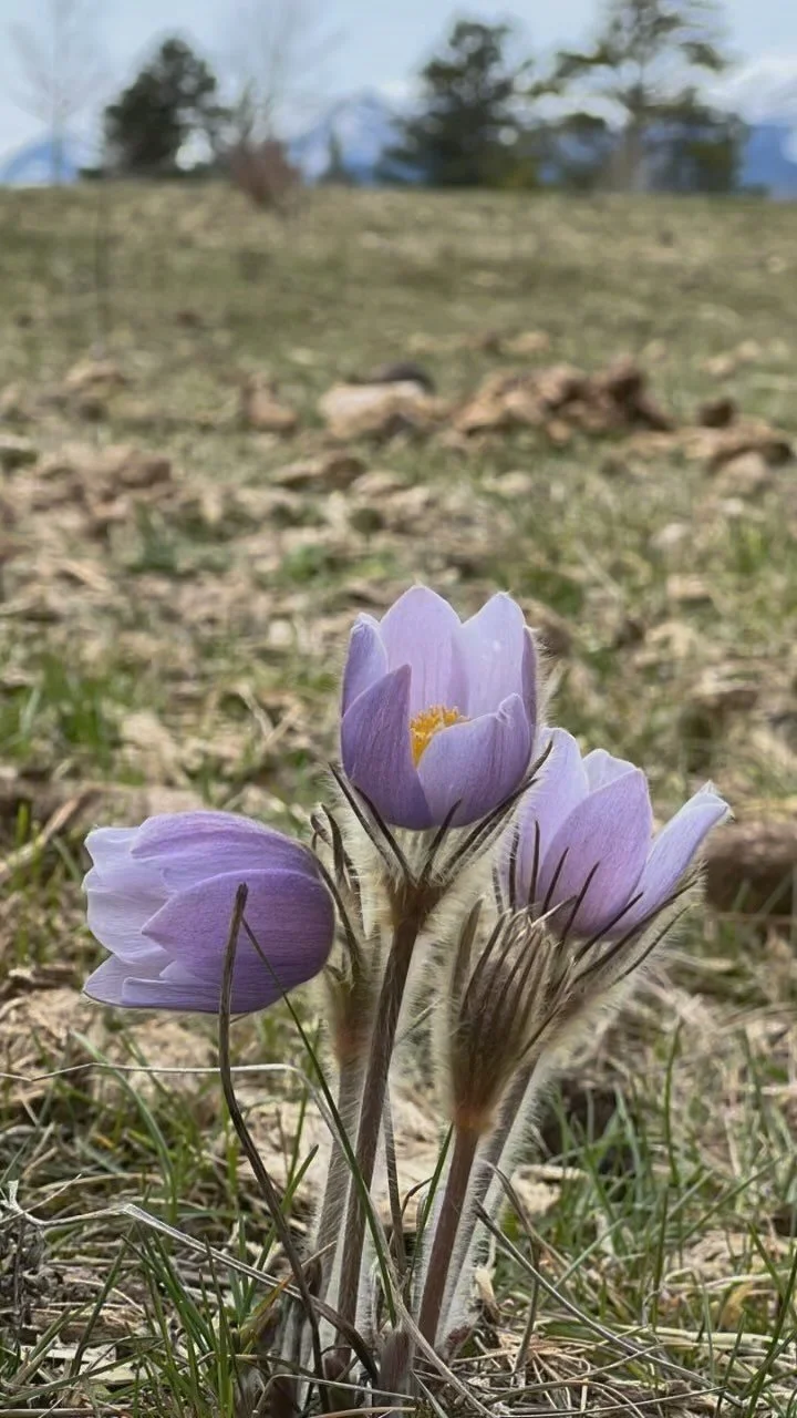 Contact — Star 6 Ranch