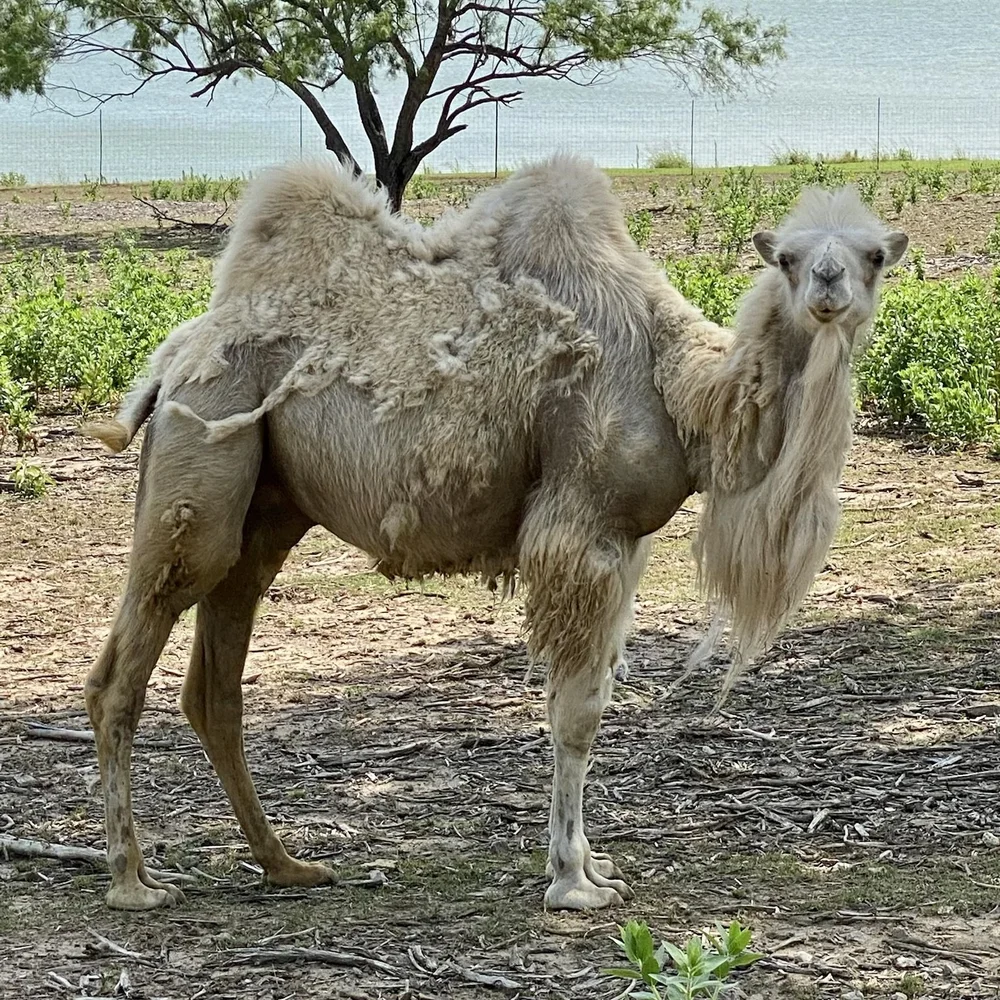 BENDA RANCH - Eureka, TX