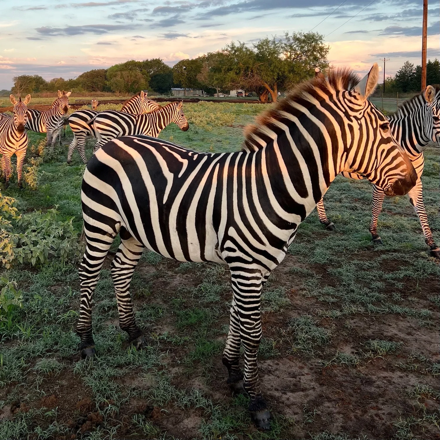 BENDA RANCH - Eureka, TX