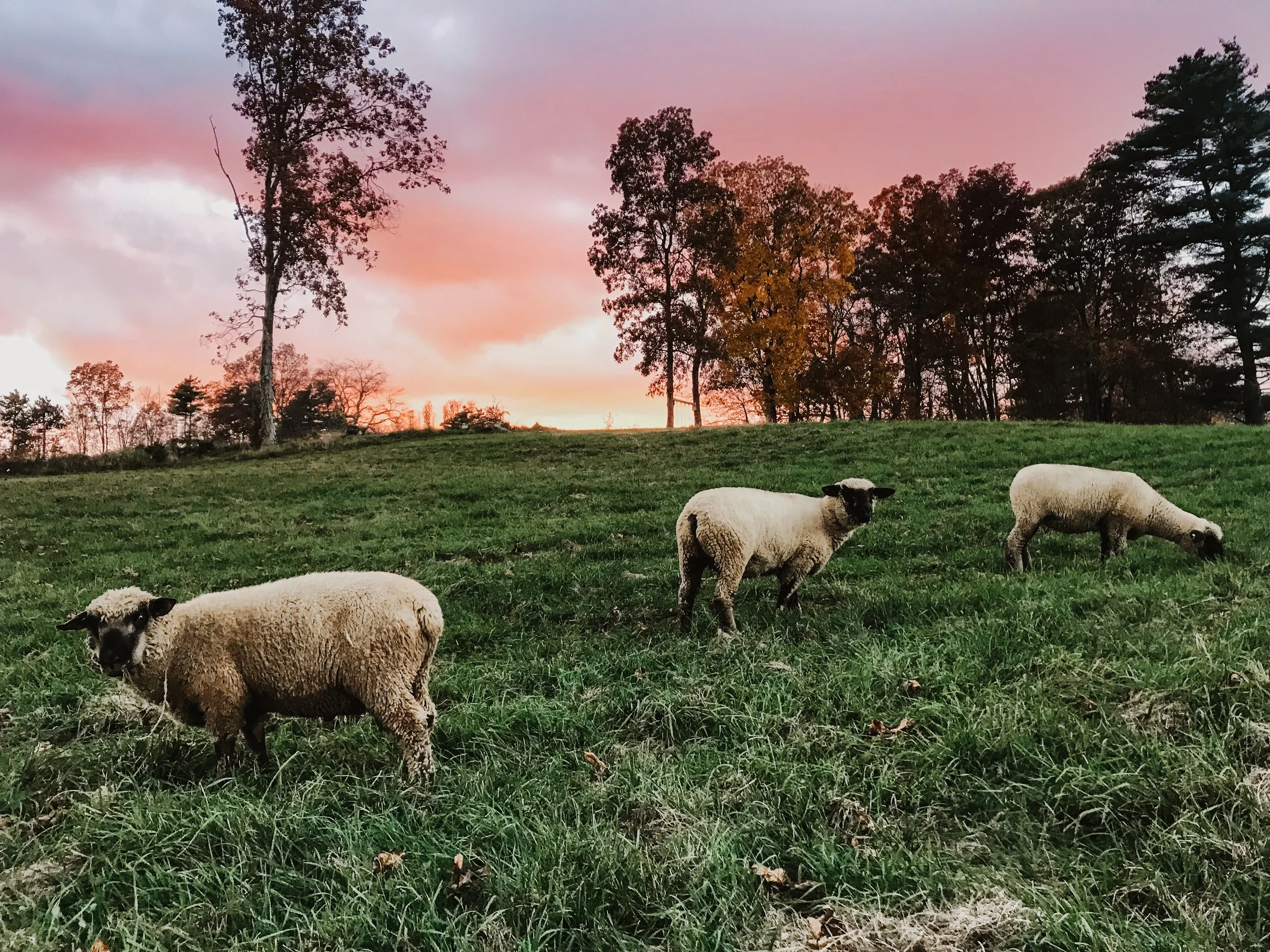 Visit The Farm — Lavender Hill Farm