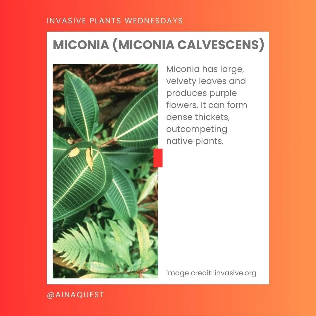 'ĀinaQuest - A fun and educational game to learn about native plants