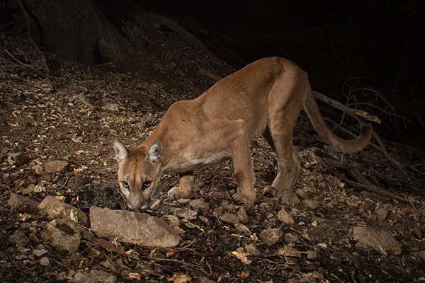 January 22nd | Roy Dunn: Capturing Imagery of Our Wild Neighbors ...