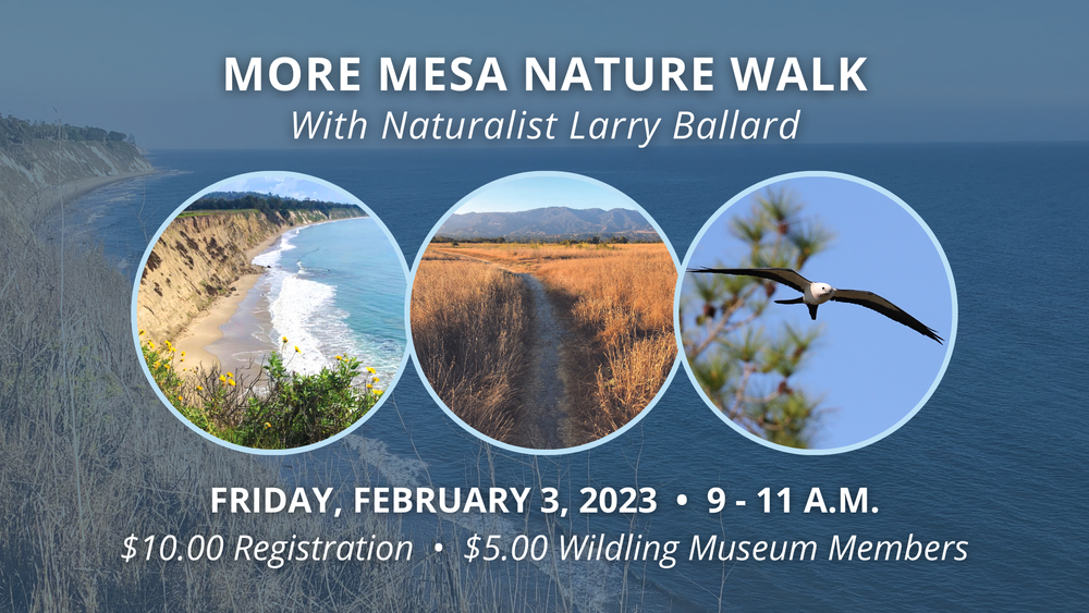 February 3rd | More Mesa Nature Walk with Larry Ballard — California ...