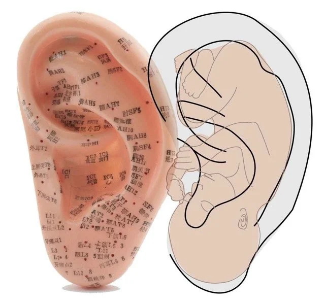 The Healing Art of Auriculotherapy: Exploring Ear Seeding — Reset ...