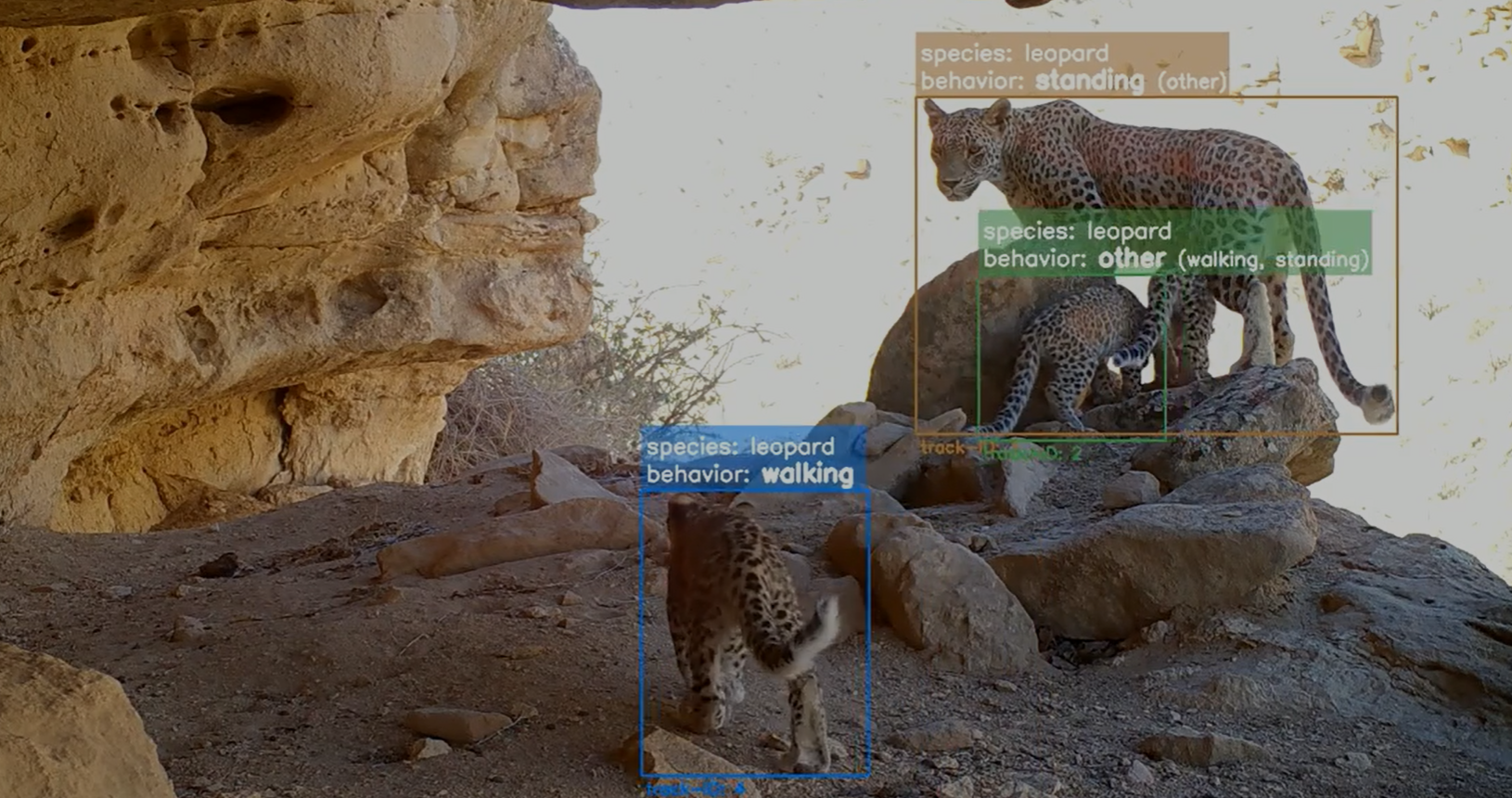 Ground-Truth Tech for Wildlife: How Conservation X Labs is Transforming ...