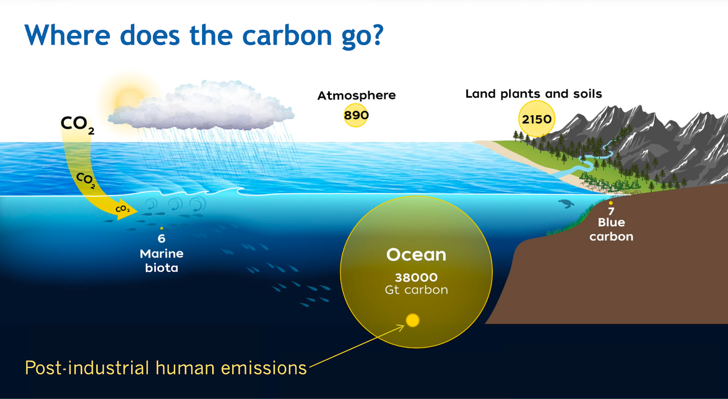 Ocean Iron Fertilization: A Promising Path for Carbon Removal? | Nature ...
