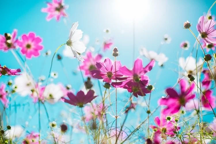 Creative seasons — Rhiannon Adler