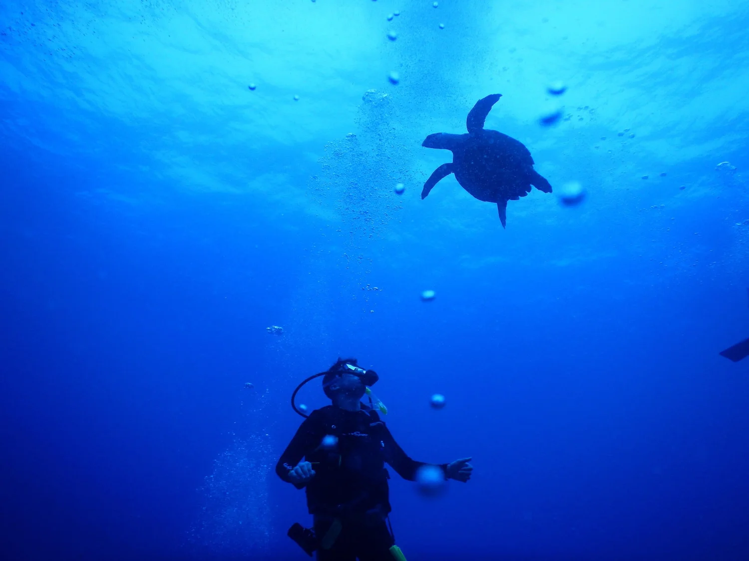 Professional SCUBA Diving Courses — Dive Georgia