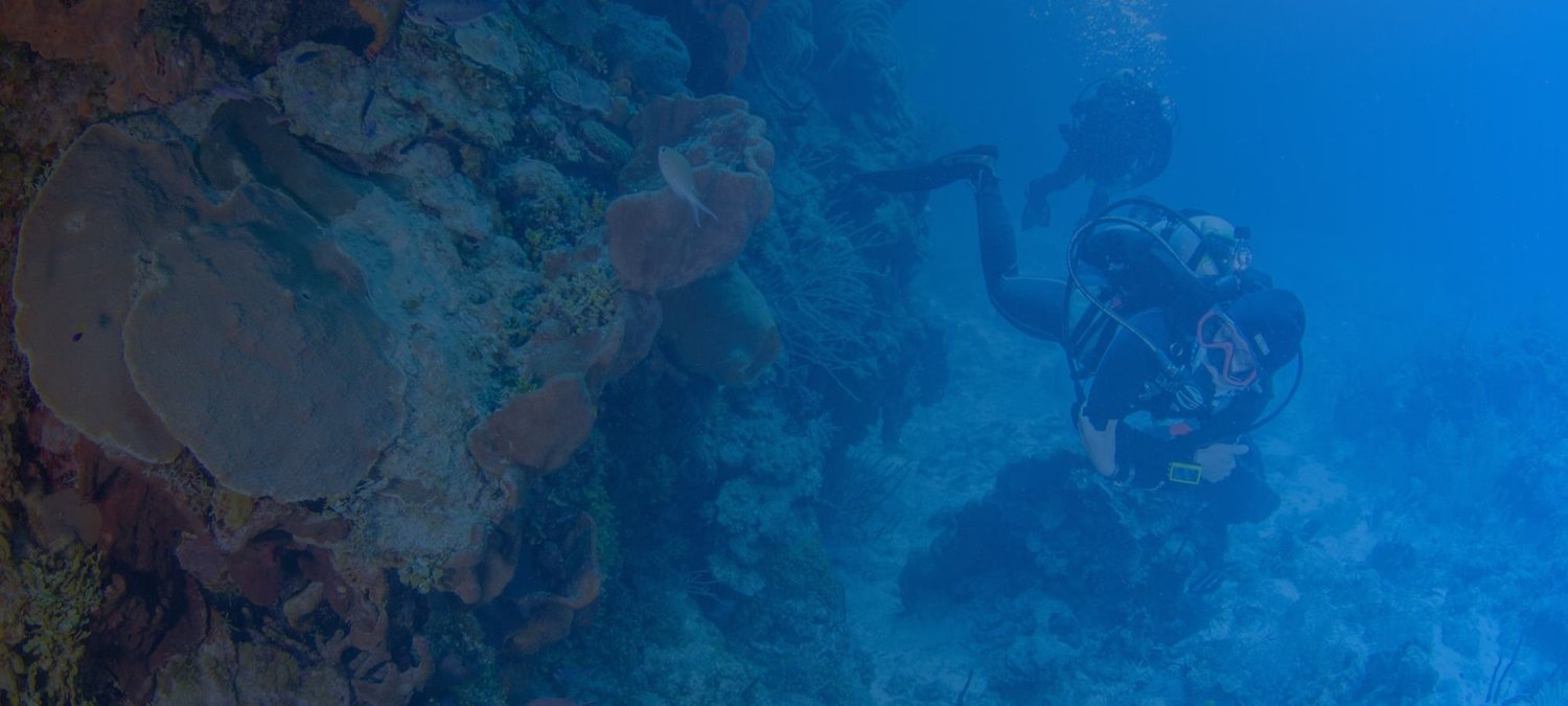 Contact Us — Dive Georgia