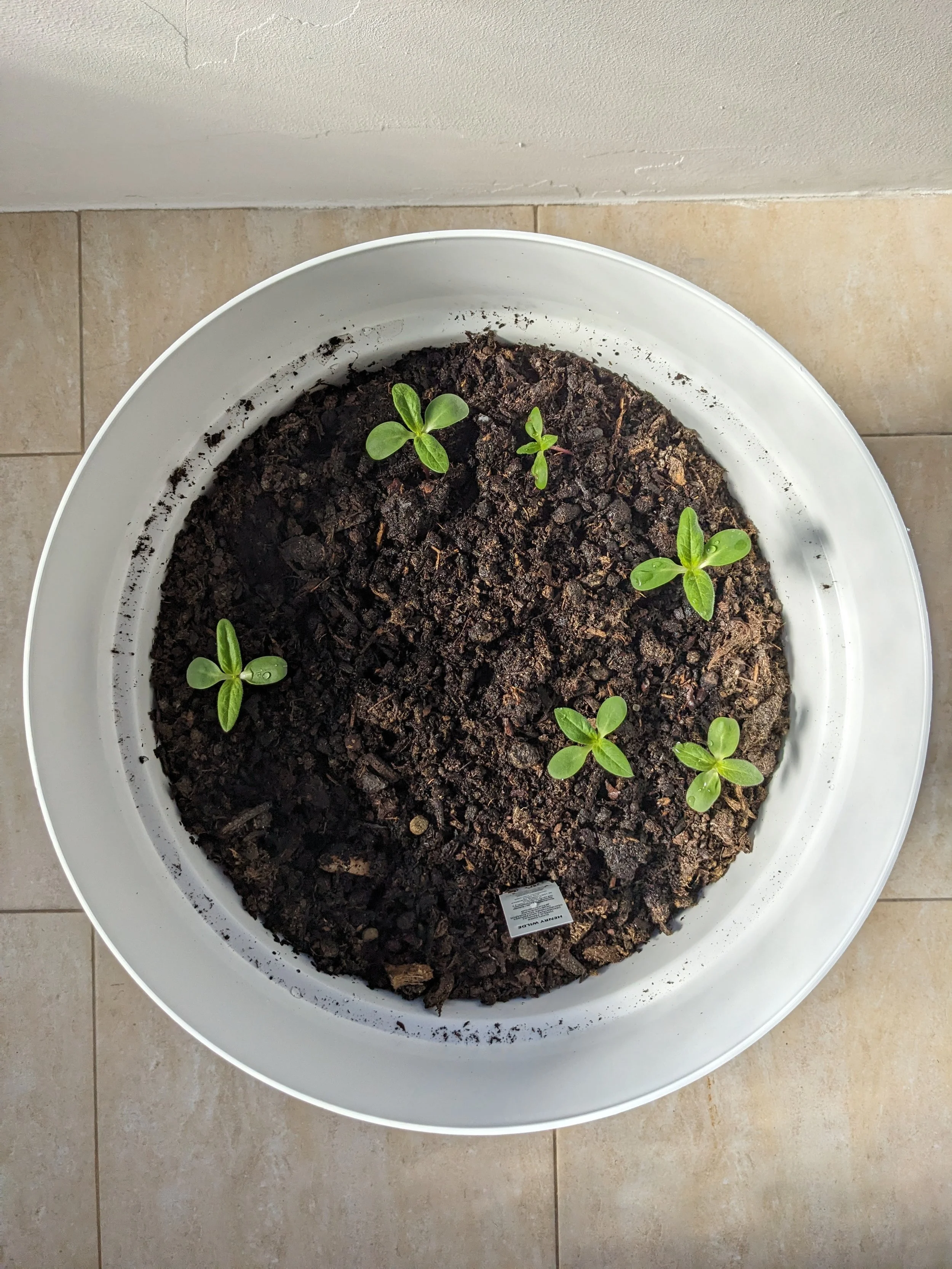 Growing sunflowers — Migle's experiences. Uniquely human.
