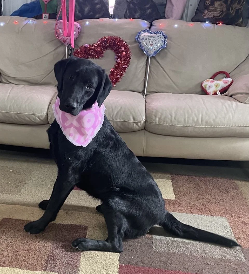 Started for Service — RidgeView Labradors