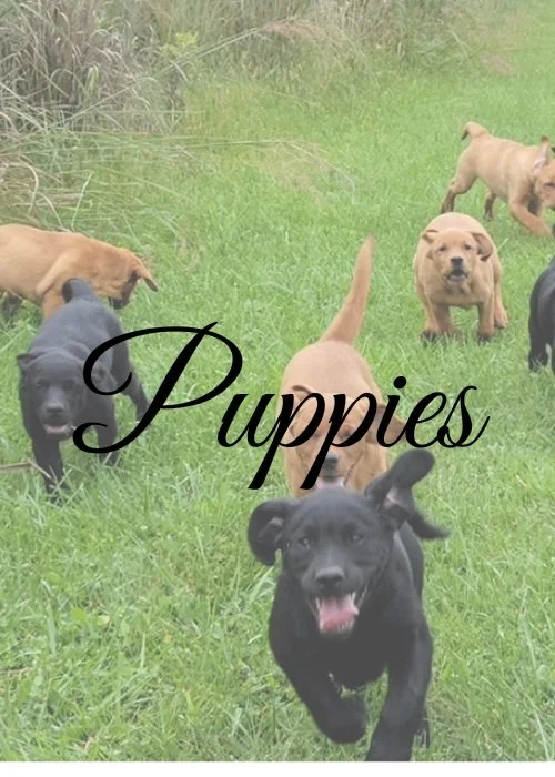 Available Dogs — RidgeView Labradors