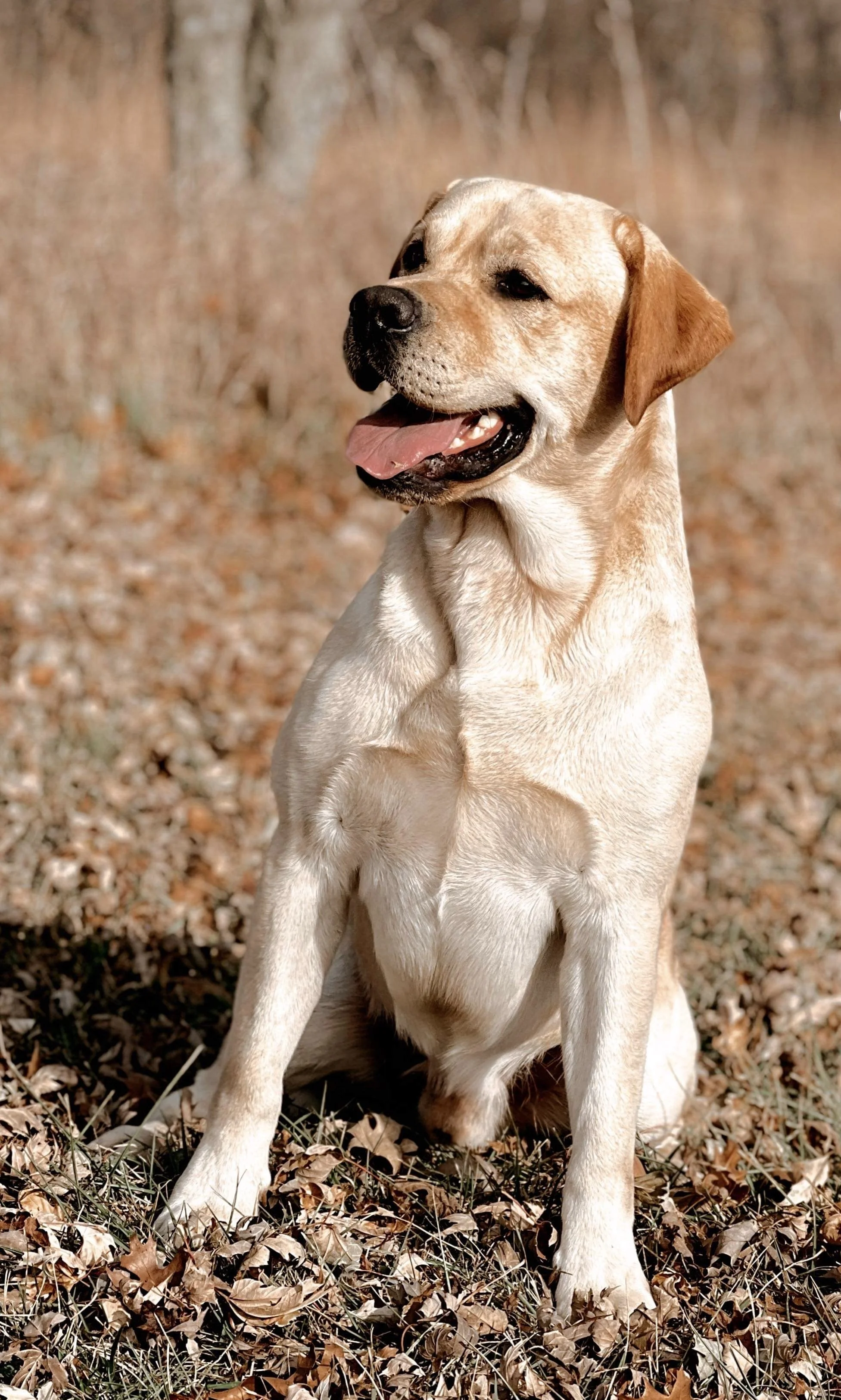 Puppies — RidgeView Labradors