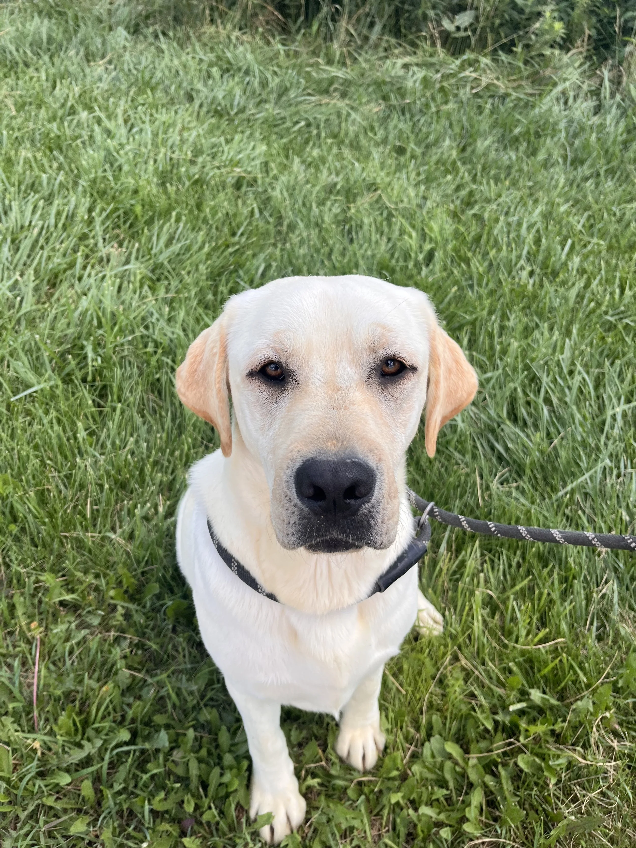 Adult Dogs — RidgeView Labradors