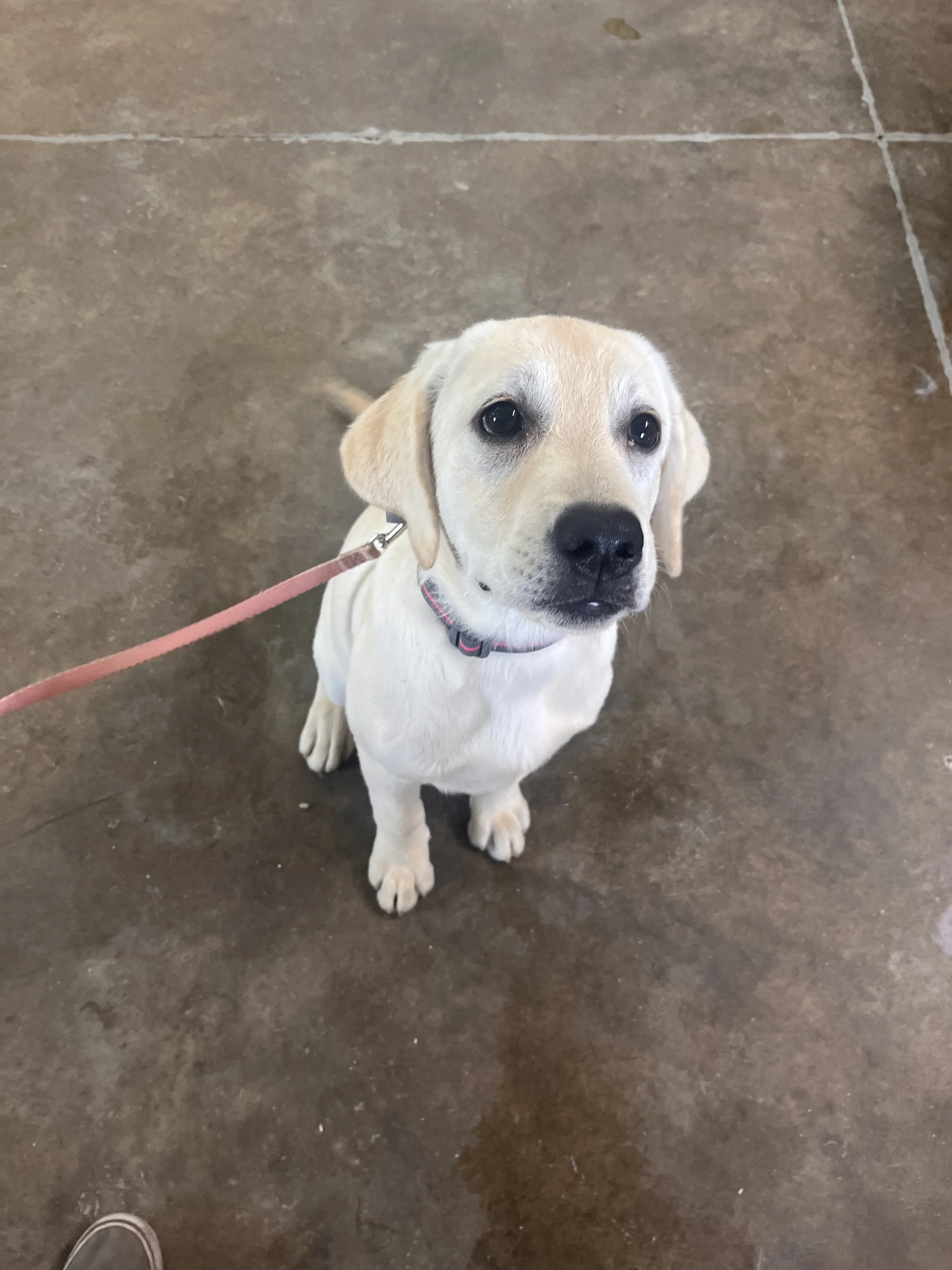 Our Started Puppies — RidgeView Labradors