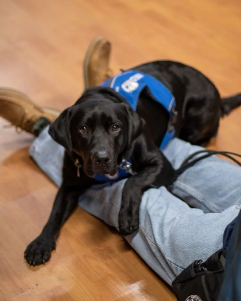 Working Service Dogs — RidgeView Labradors
