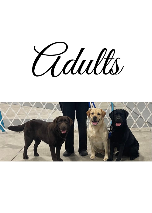 Available Dogs — RidgeView Labradors