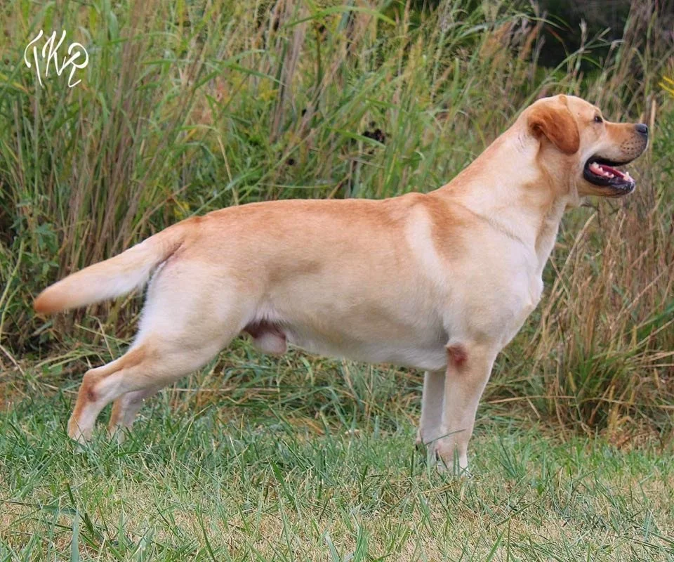 Current Litters — RidgeView Labradors