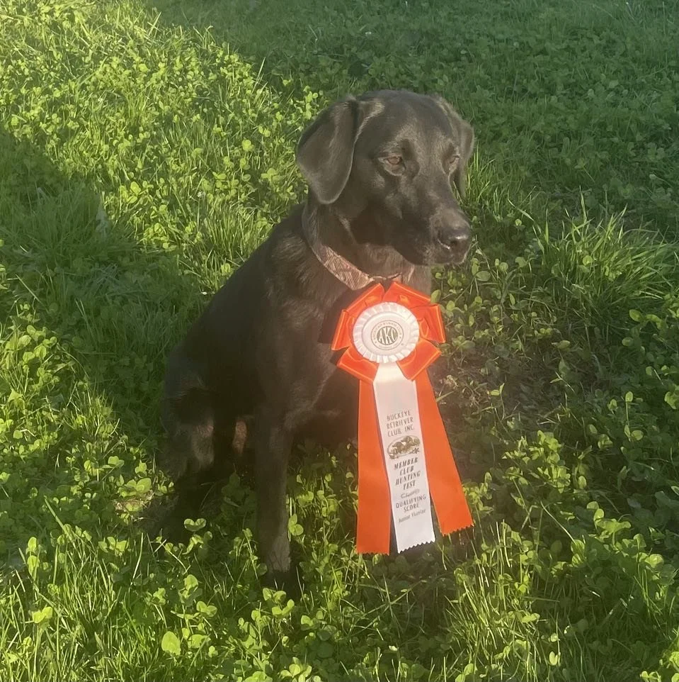Puppies — RidgeView Labradors