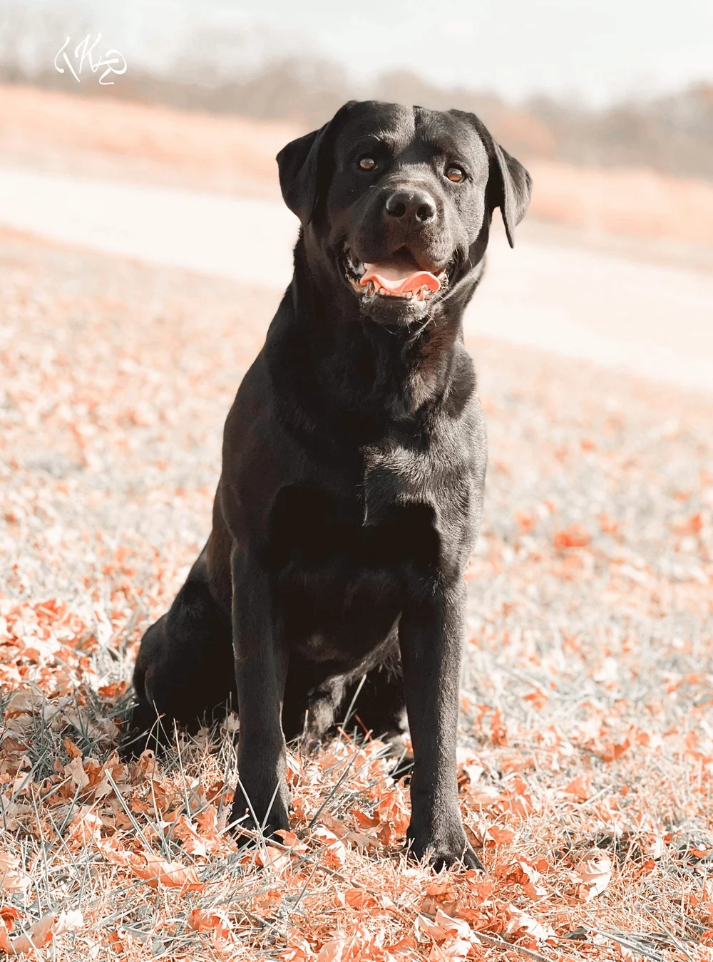 Cove — RidgeView Labradors