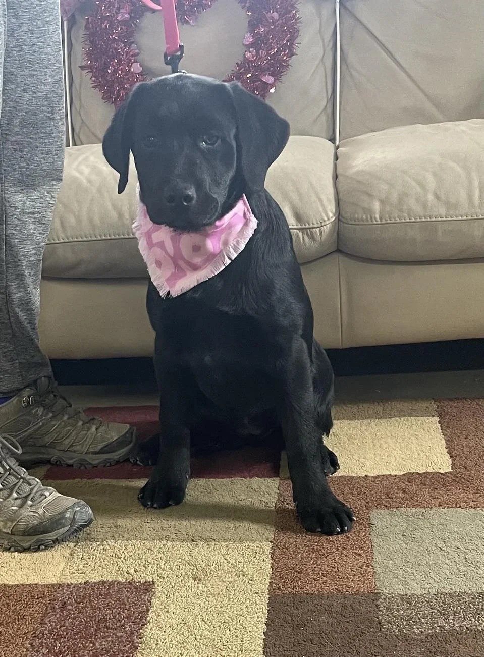 Puppies — RidgeView Labradors