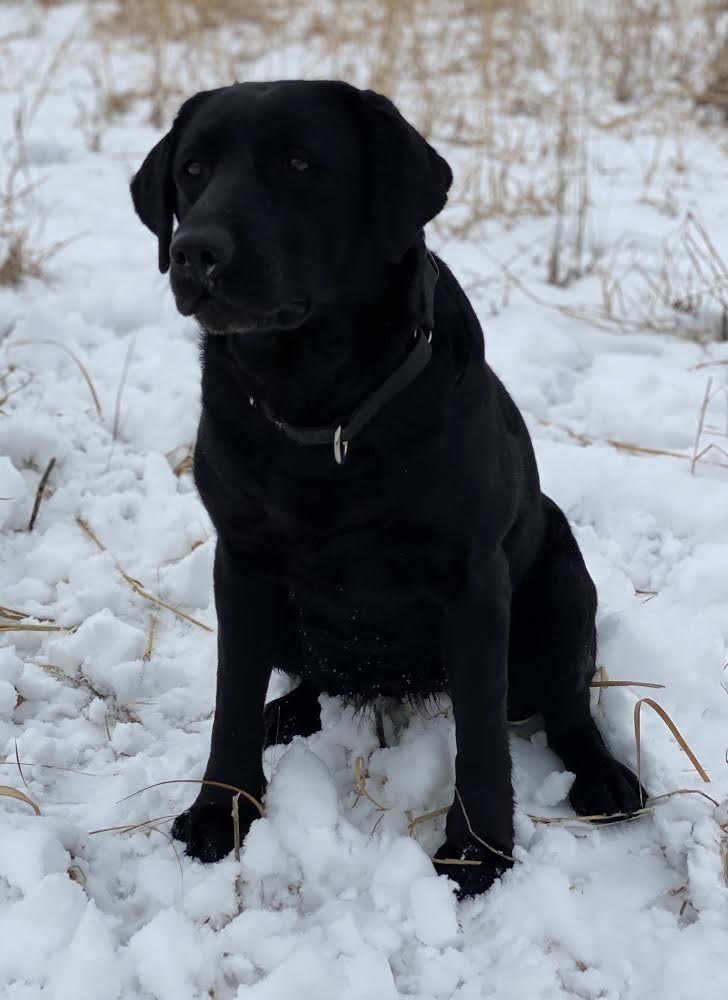 Lovely — RidgeView Labradors