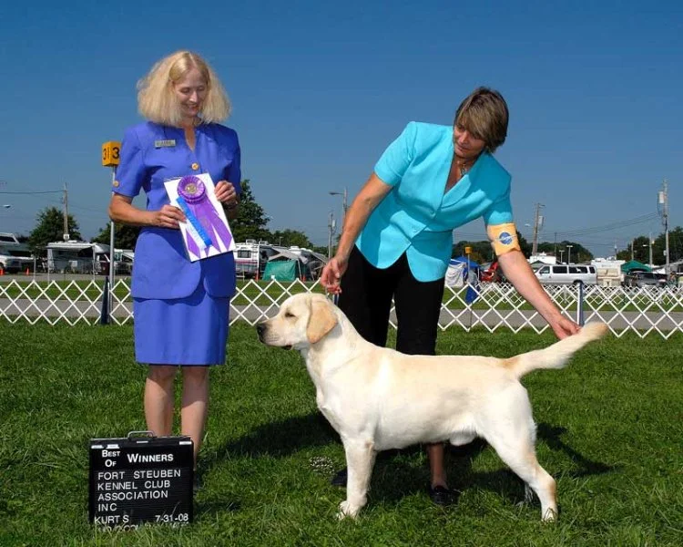 Magic — RidgeView Labradors