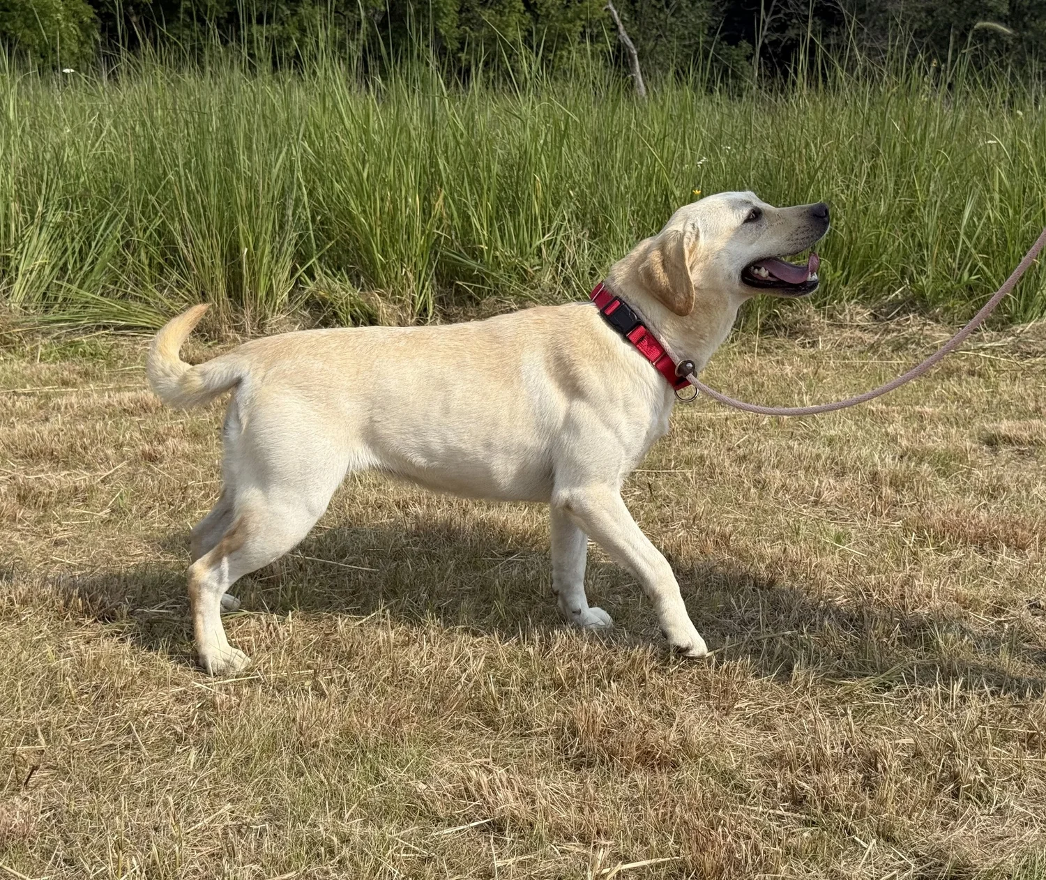 RidgeView Labradors