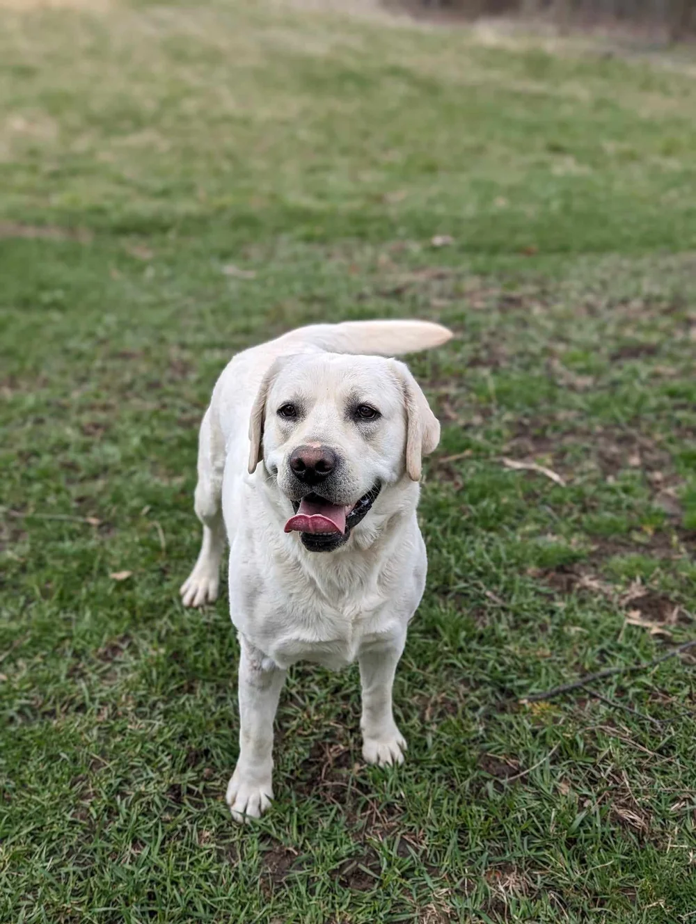 Puppies — RidgeView Labradors