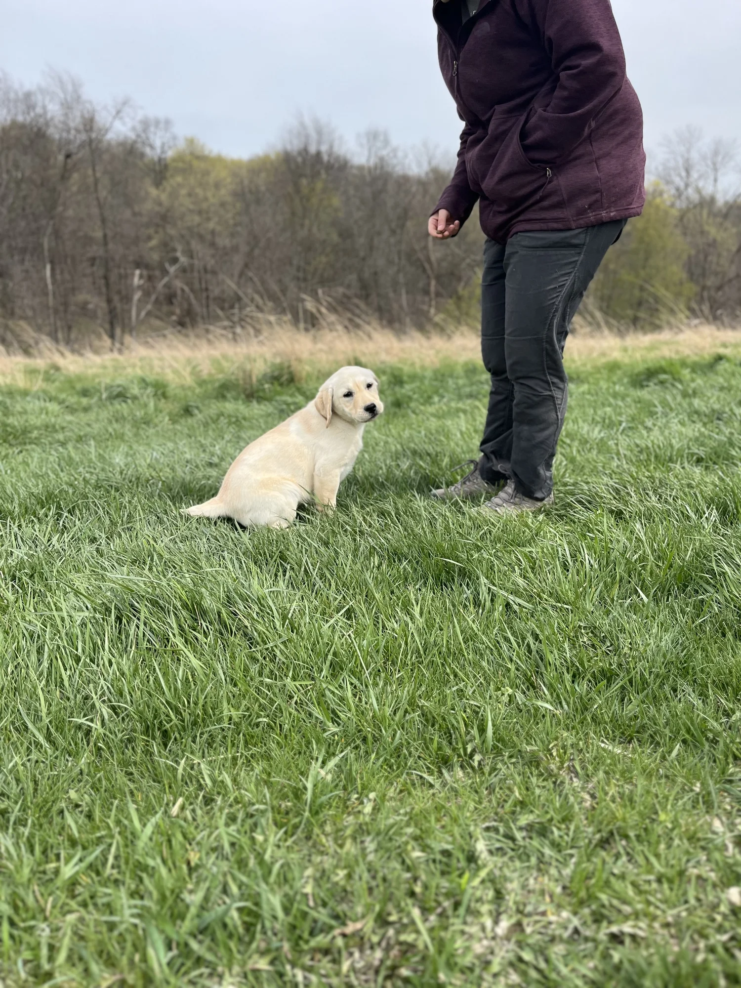 Puppies — RidgeView Labradors