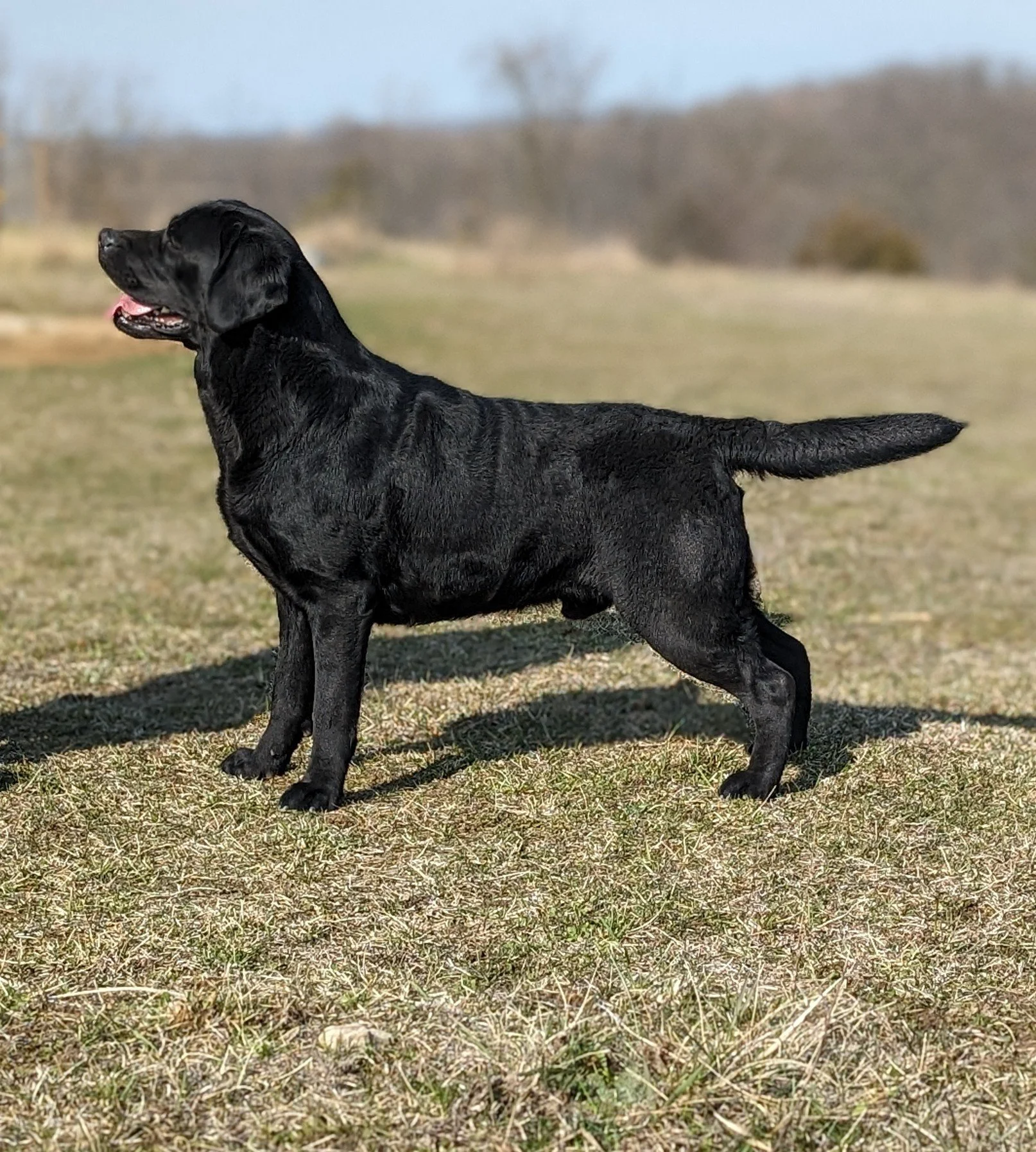 Puppies — RidgeView Labradors