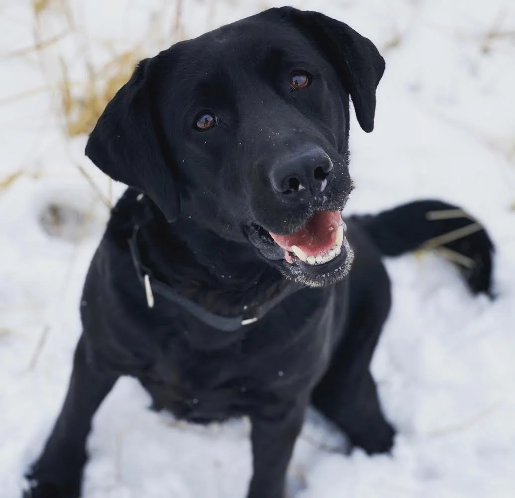 Adult Dogs — RidgeView Labradors