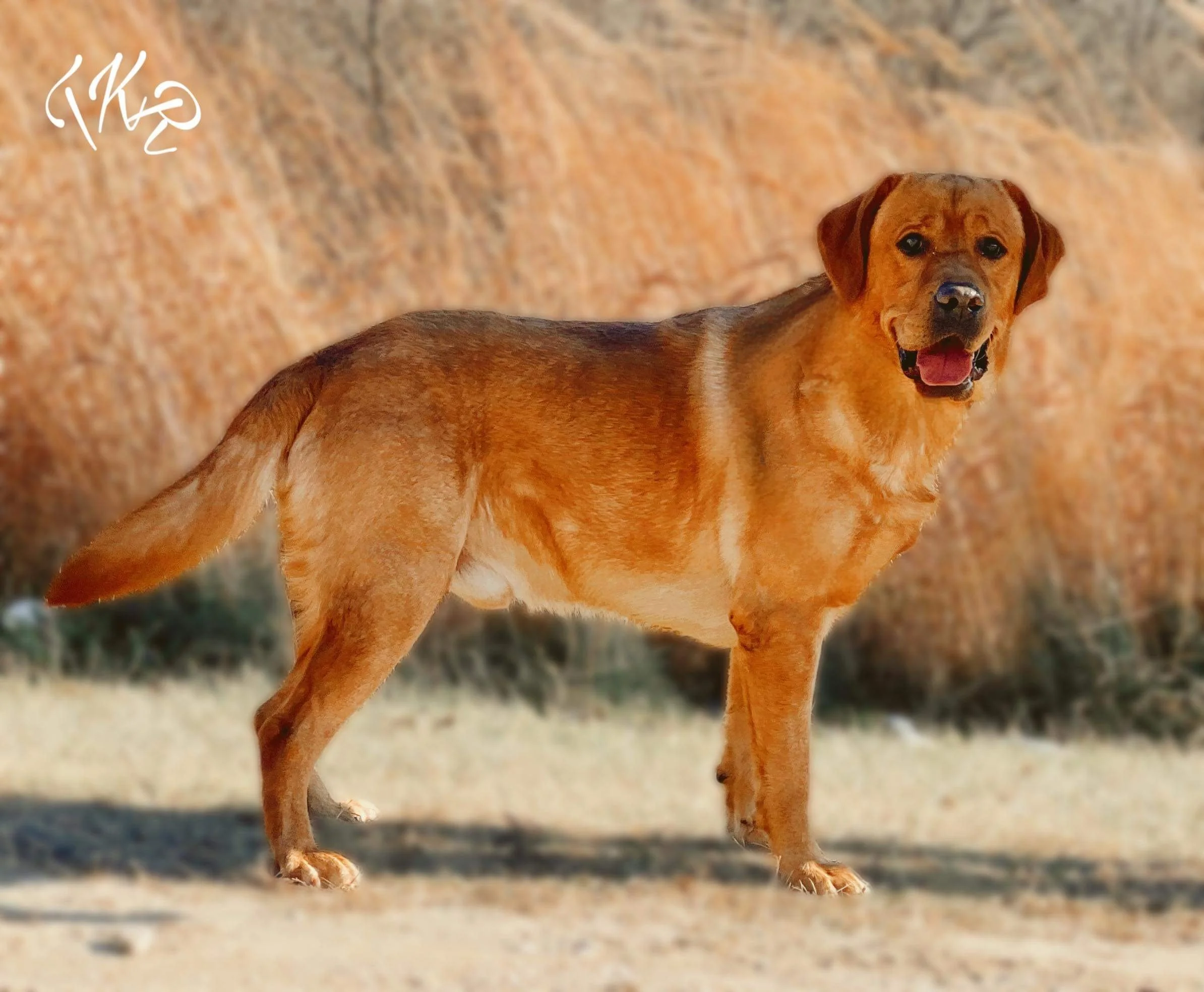Puppies — RidgeView Labradors