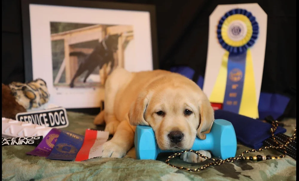 RidgeView Labradors | Discover Your Perfect Labrador Today
