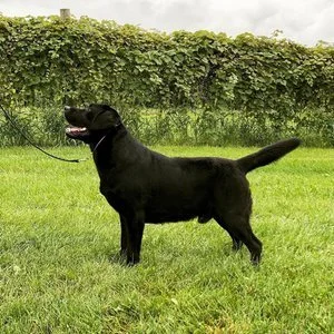 Royal — RidgeView Labradors