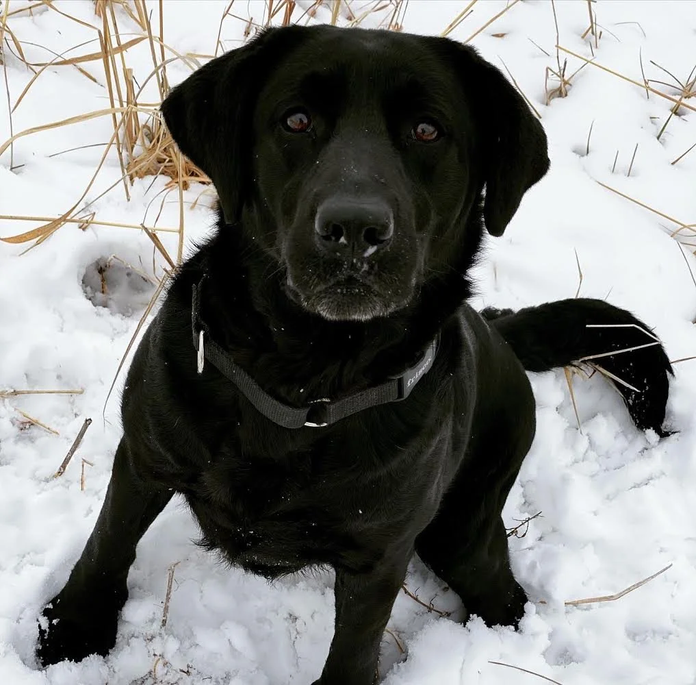 Lovely — RidgeView Labradors