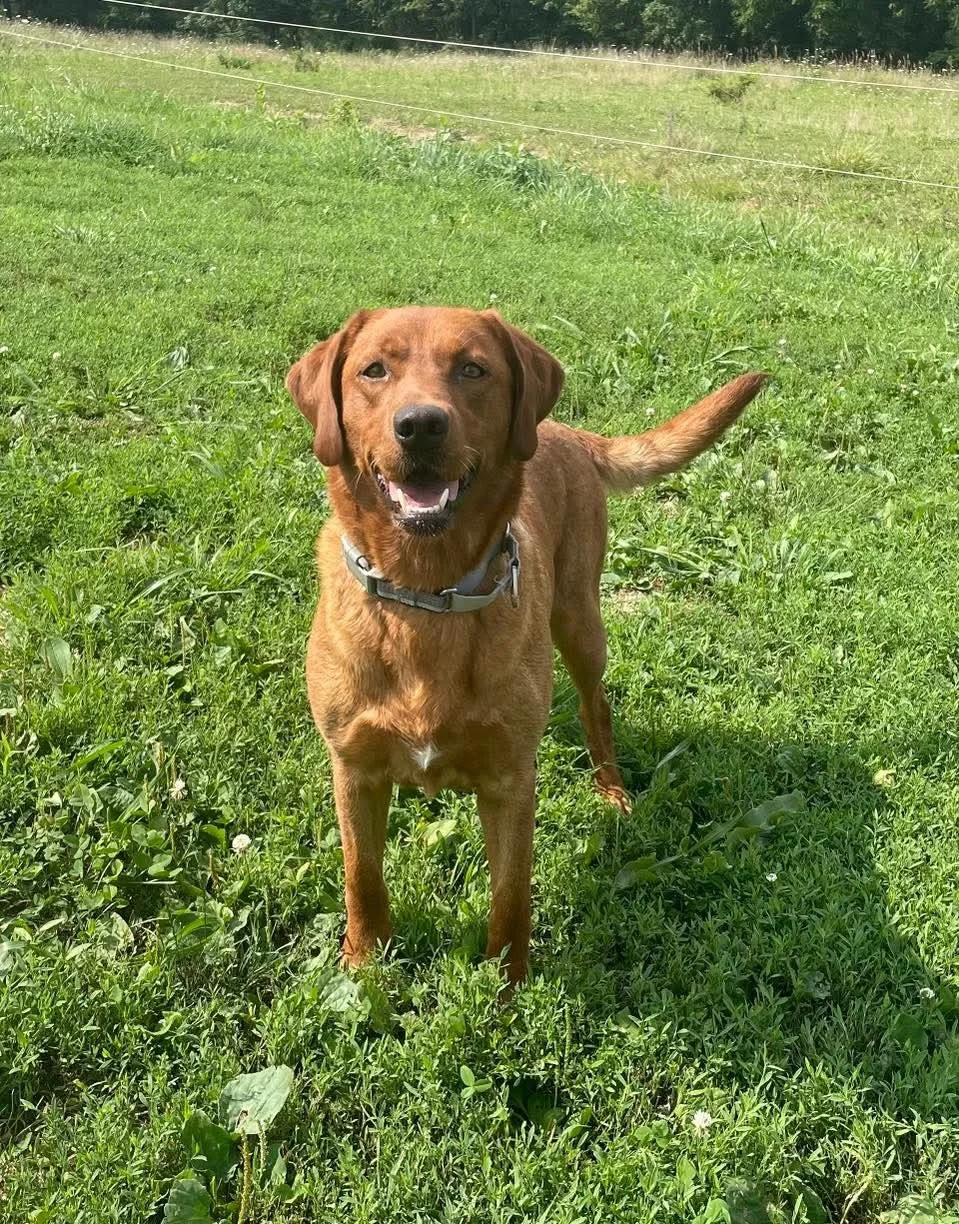 Adult Dogs — RidgeView Labradors