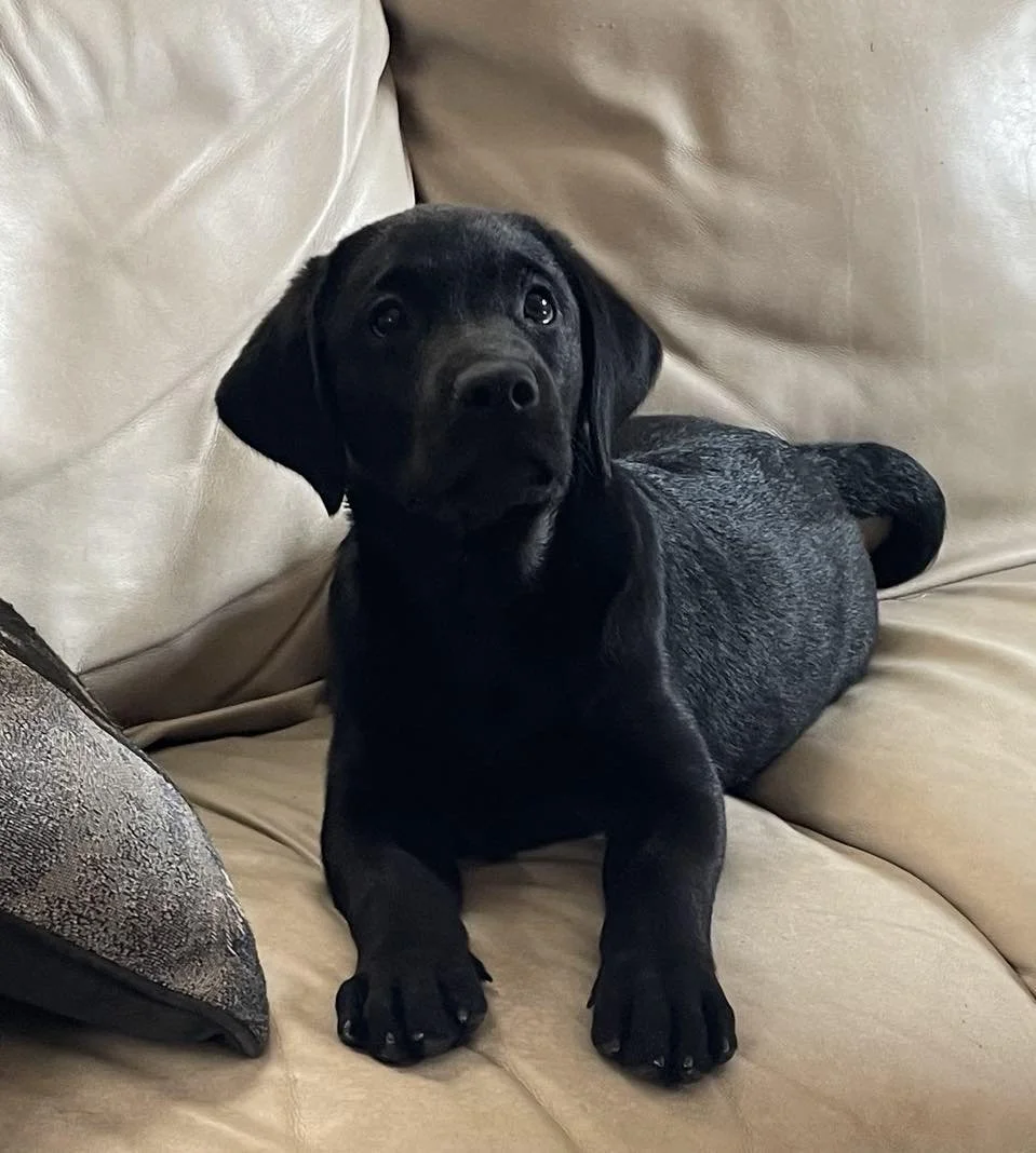 Puppies — RidgeView Labradors