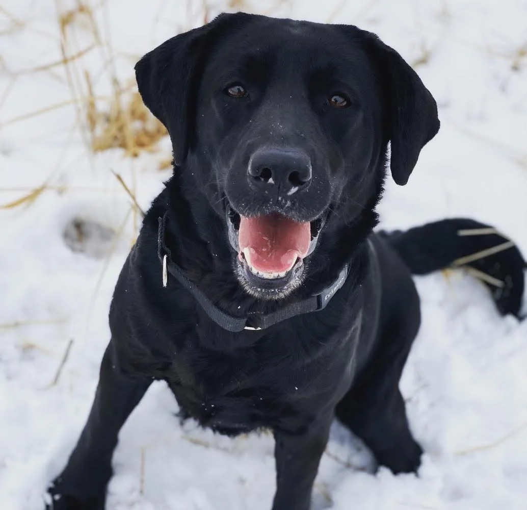 Lovely — RidgeView Labradors