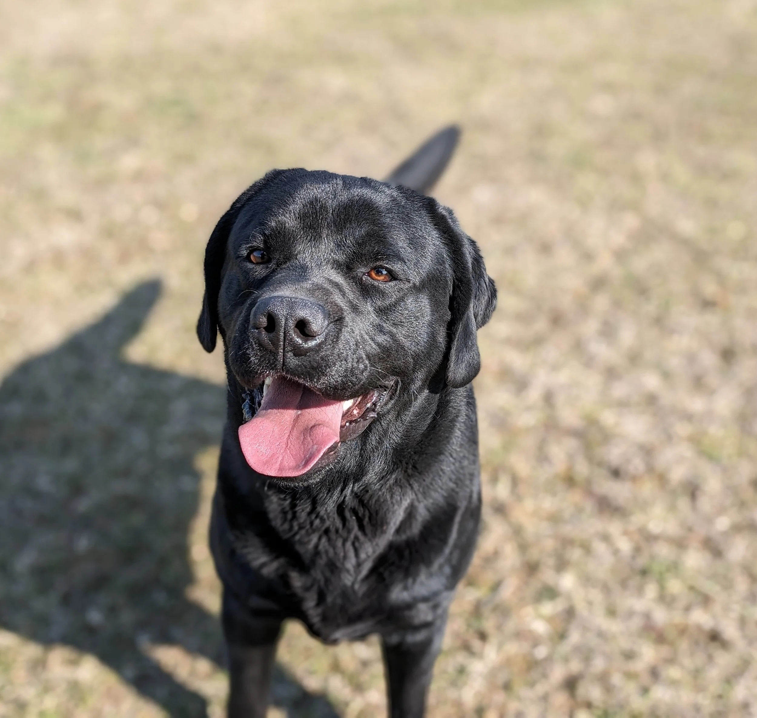 Striker — RidgeView Labradors