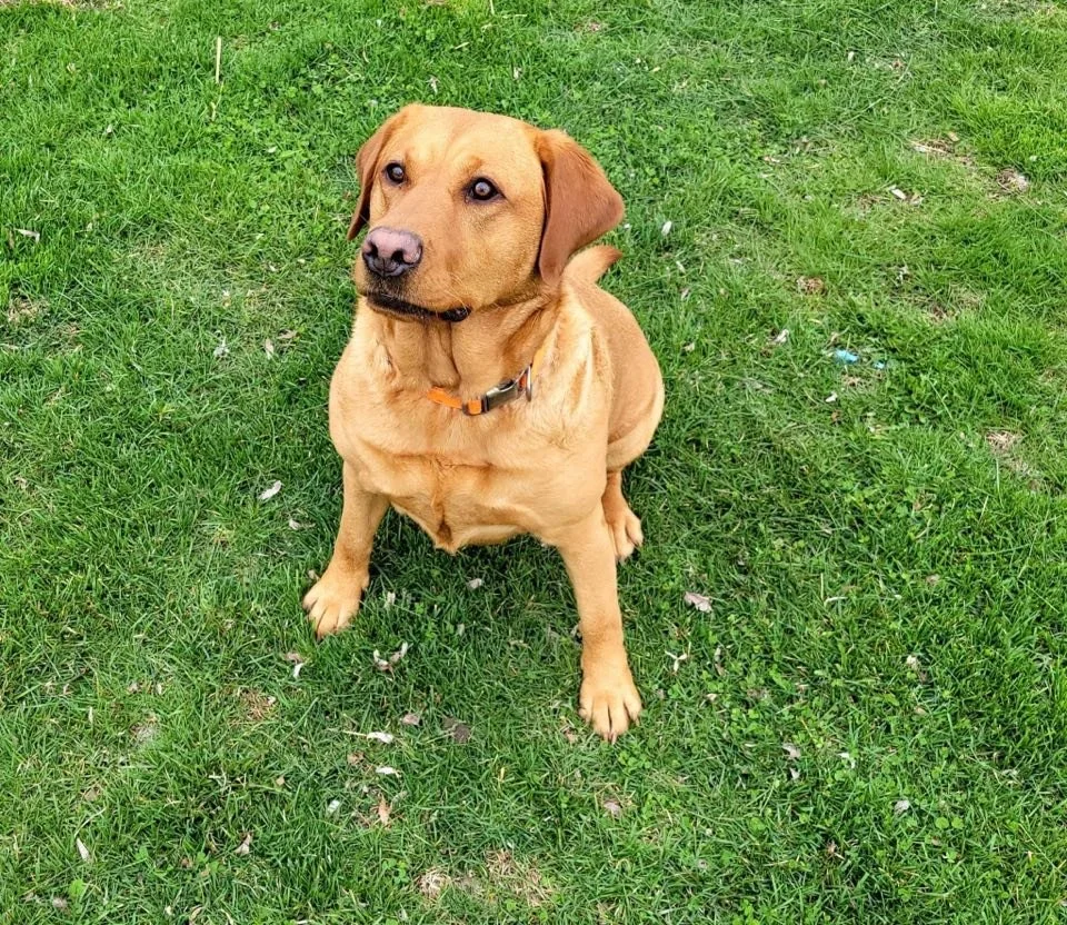 Puppies — RidgeView Labradors