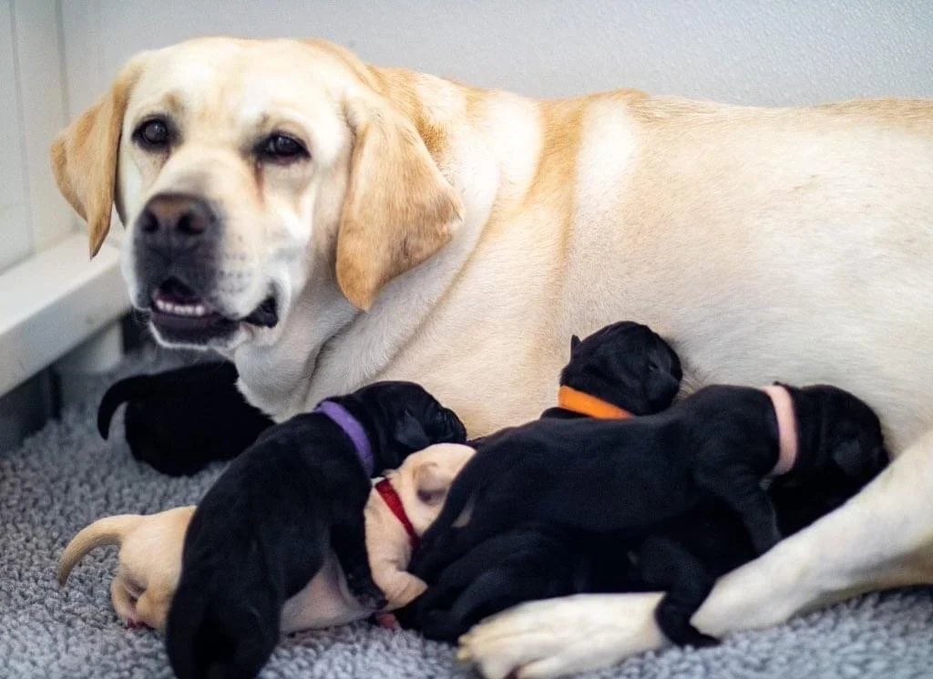 Puppies — RidgeView Labradors