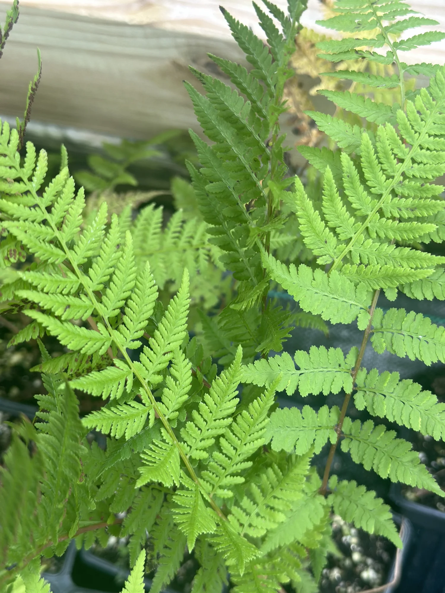 SHOP ALL — Town Creek Nursery