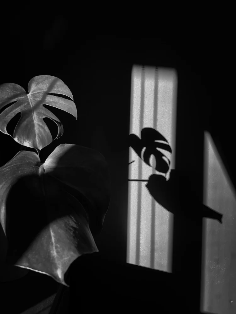 Languishing vs. Flourishing: Understanding the Key Differences and How ...
