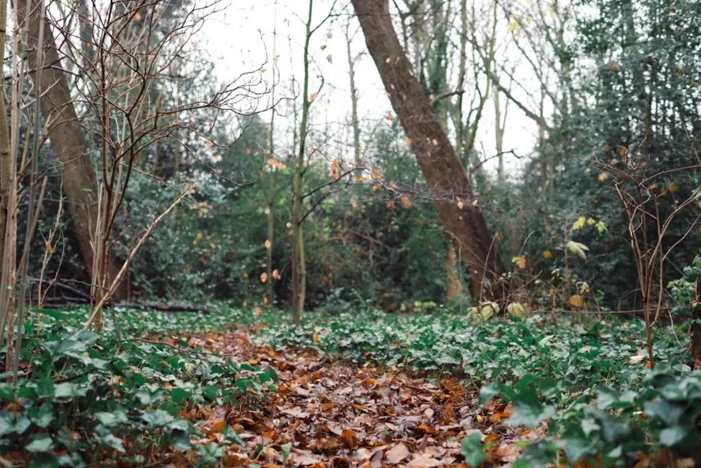 Camera Line-up — hafur.com | vague pictures of amazing moments