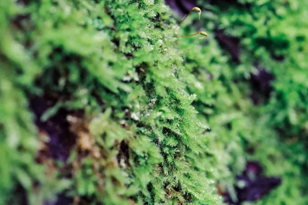 Camera Line-up — hafur.com | vague pictures of amazing moments